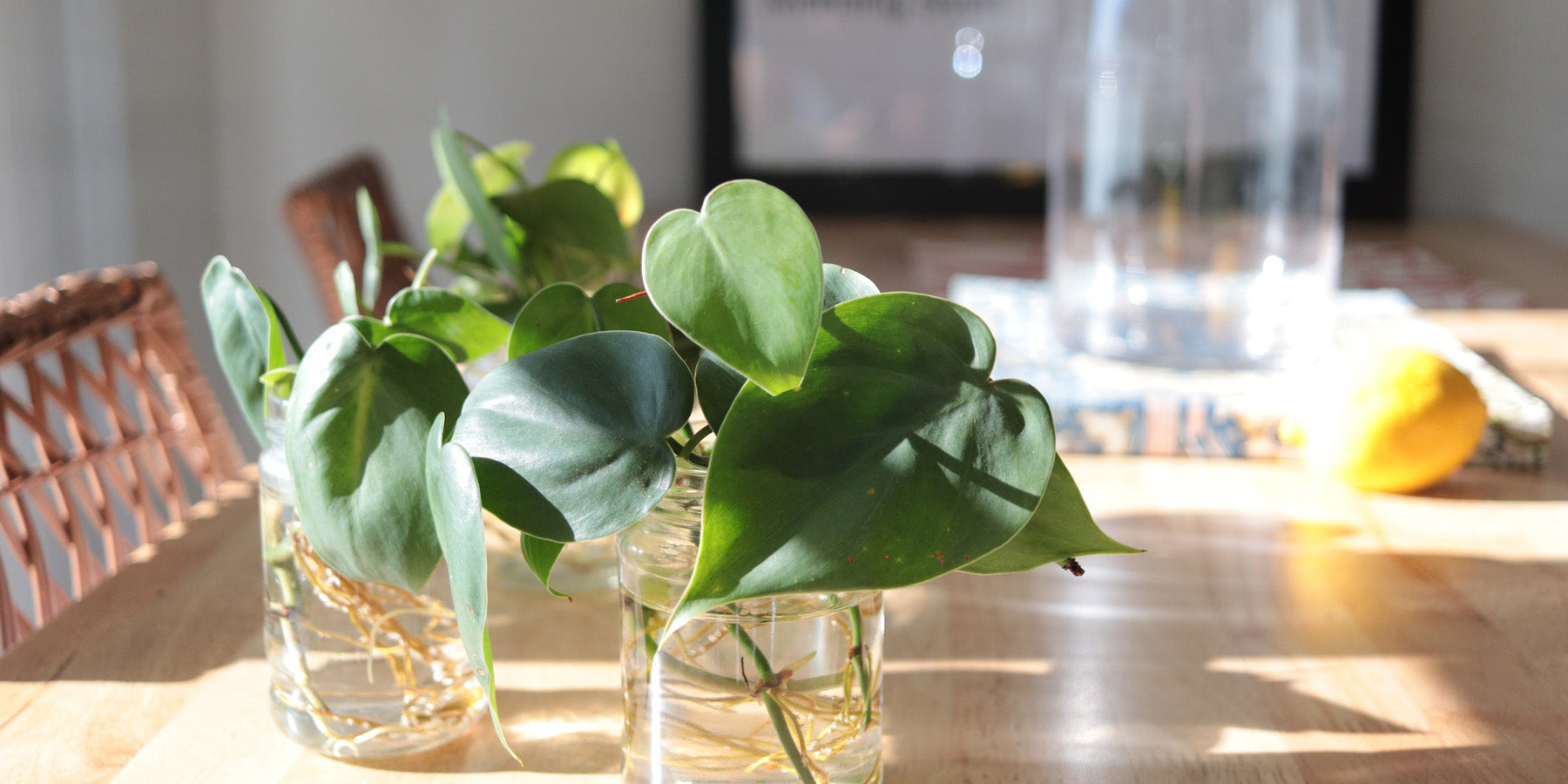 How to fertilise plants in water? AKA Passive Hydro – The Plant Runner