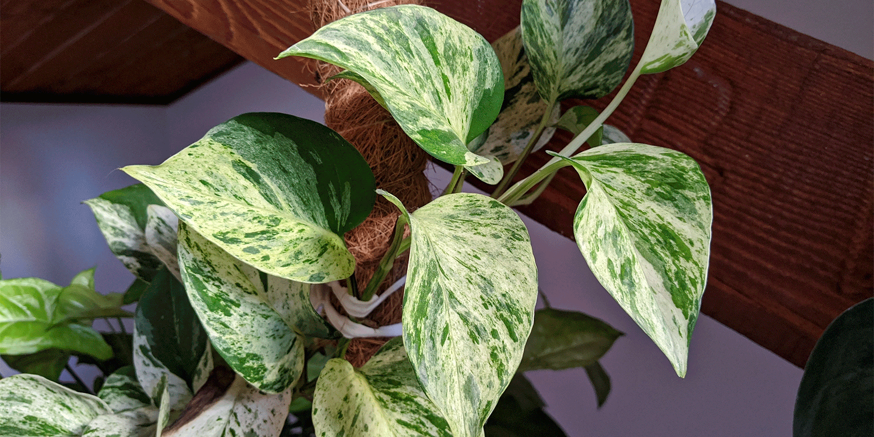 Devils Ivy: A Plant Care Guide – The Plant Runner