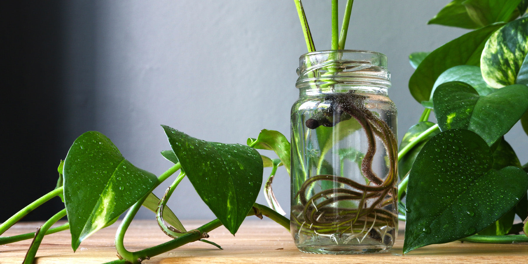 Hydroponic Heroes: The Ultimate Guide to Thriving Indoor Water Gardens ...