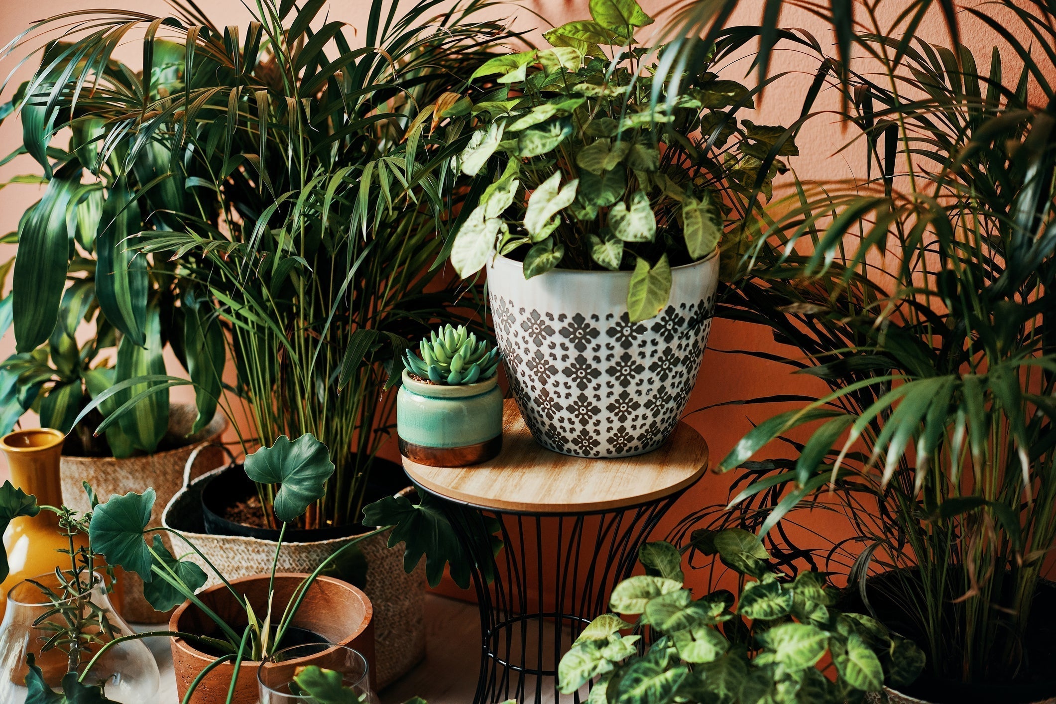 Spring Indoor Plant Care: Tips for Thriving Houseplants – The Plant Runner