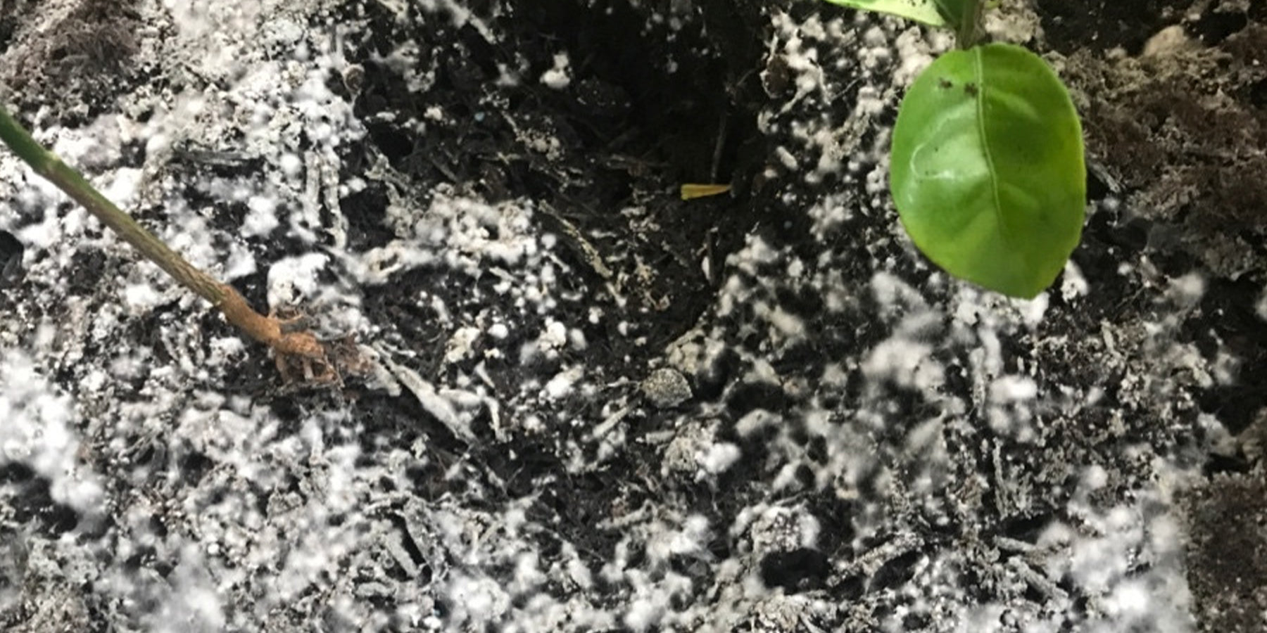 Mould in my Potting Mix: Good, Bad or Mother Nature working her magic ...