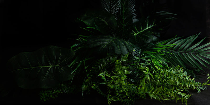 Dark plants store