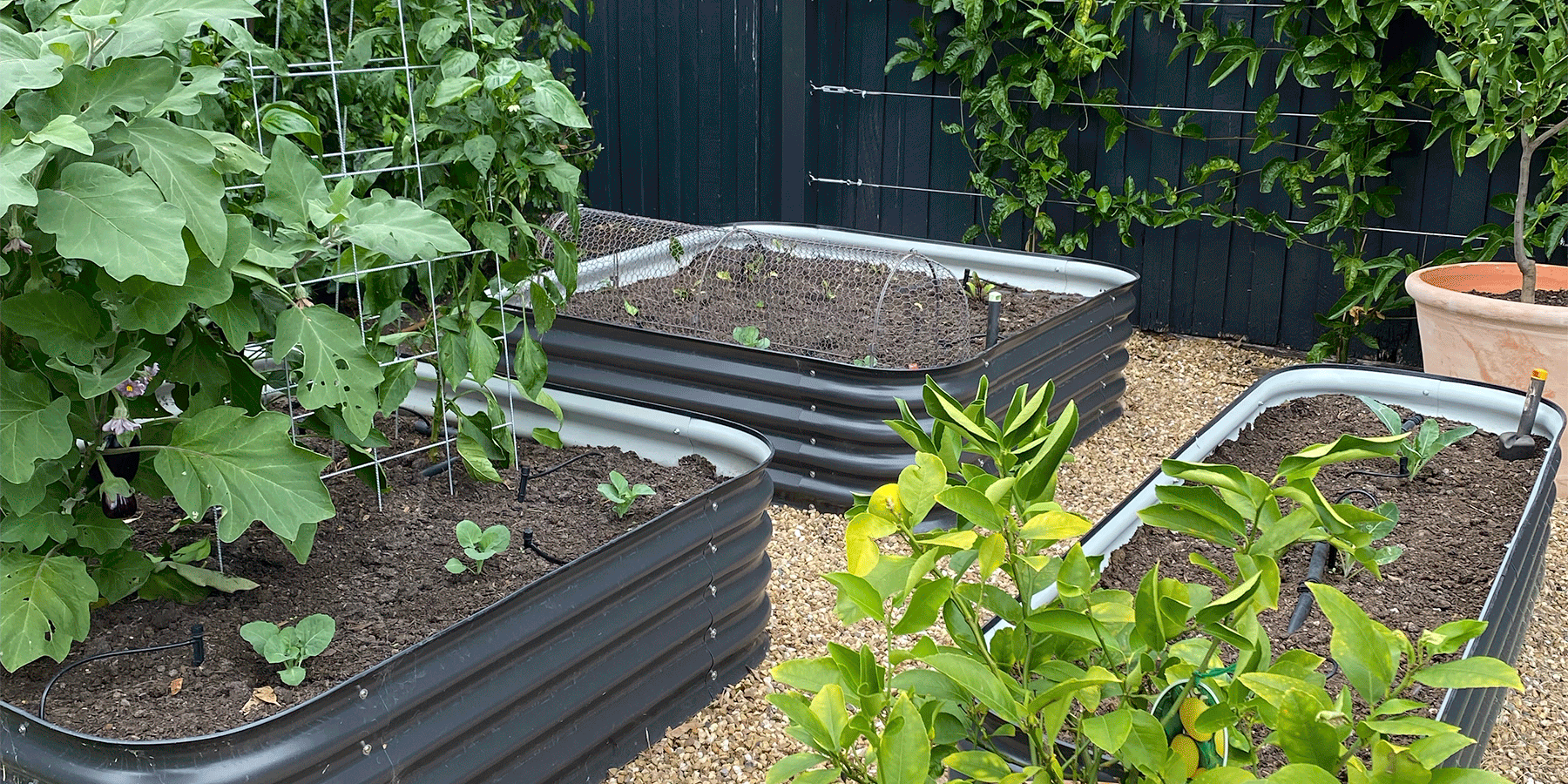 Preparing your Veggie Patch for Winter – The Plant Runner