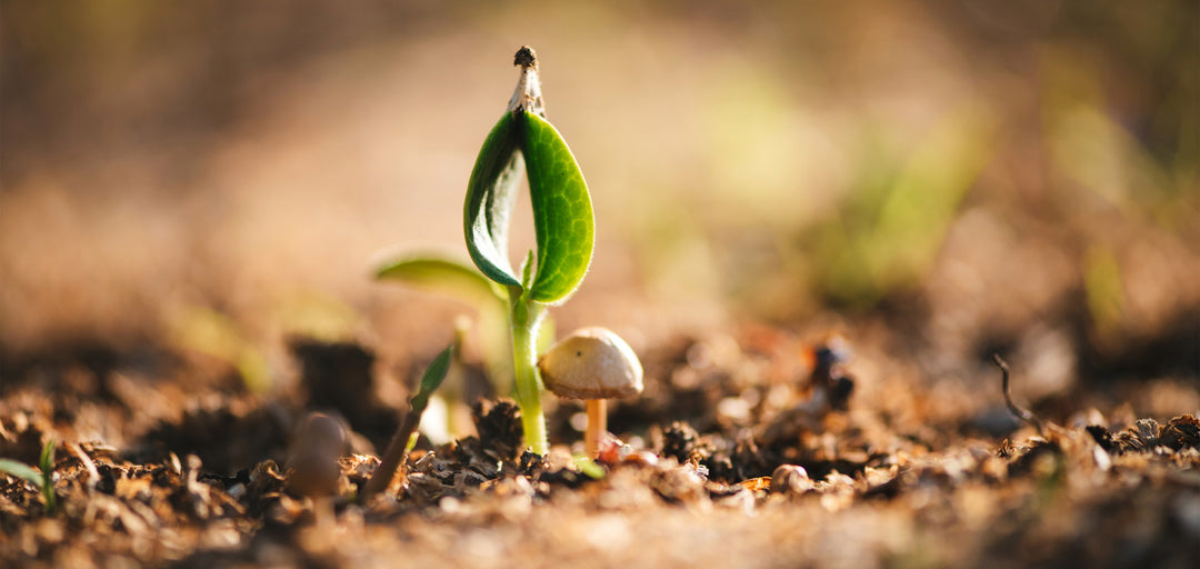 PLANT PROPAGATION FOR BEGINNERS – The Plant Runner