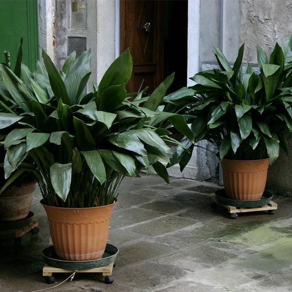 The Plant Runner - Online Store for the latest Indoor Plant Trends