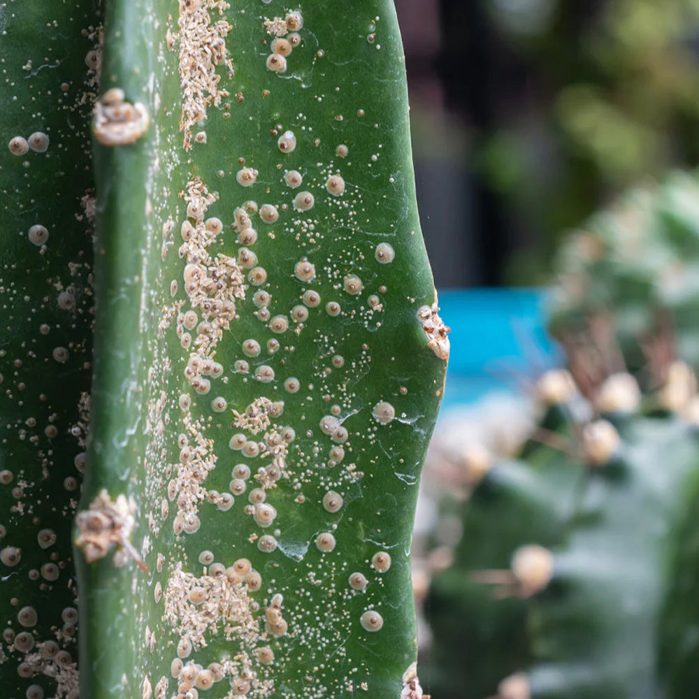 About Us - The Plant Runner