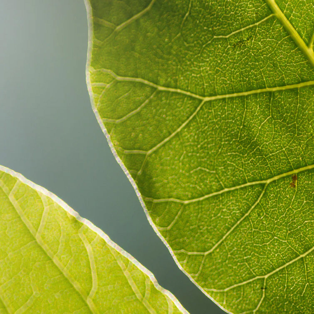 What is frass and how is it good for my plants? - The Plant Runner