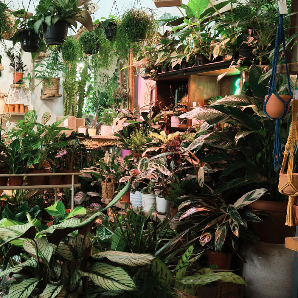 The Plant Runner - Online Store for the latest Indoor Plant Trends